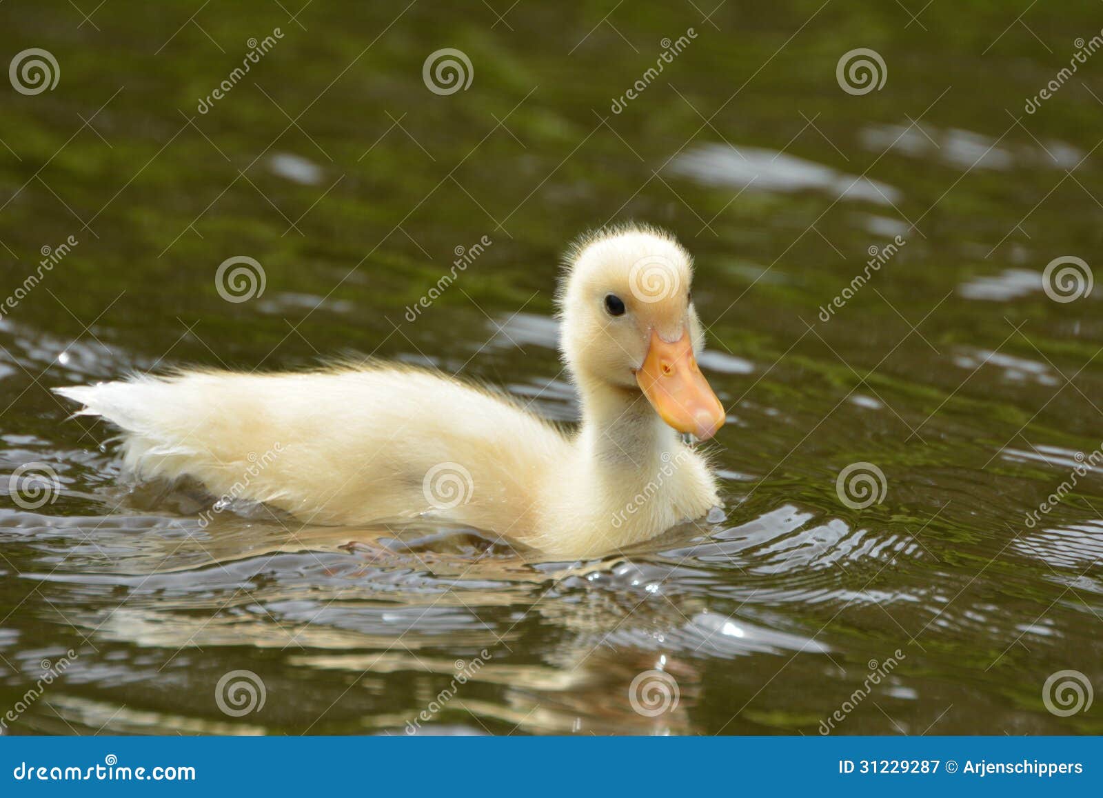 Duckling swimming in water stock image. Image of female - 31229287