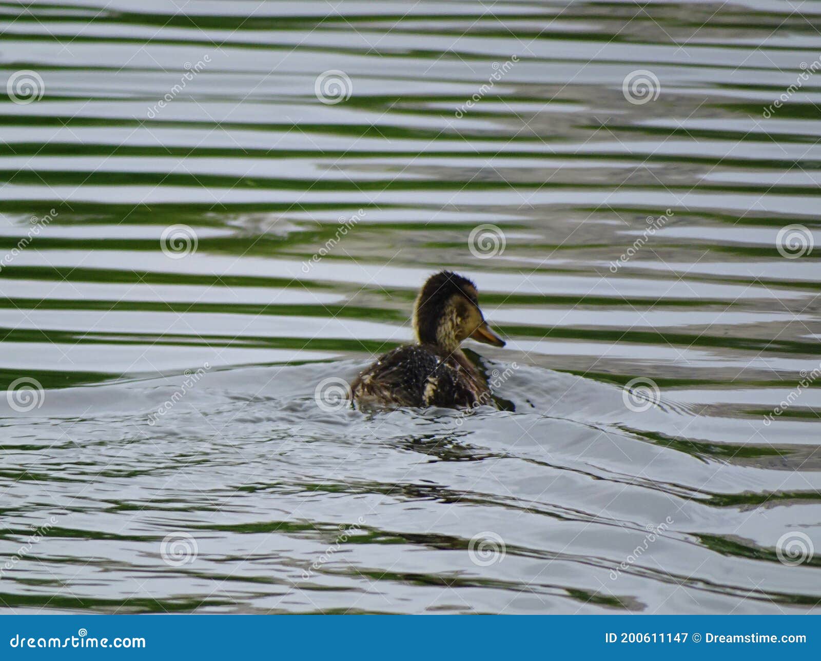 Duckling swims on the pond stock image. Image of duckling - 200611147