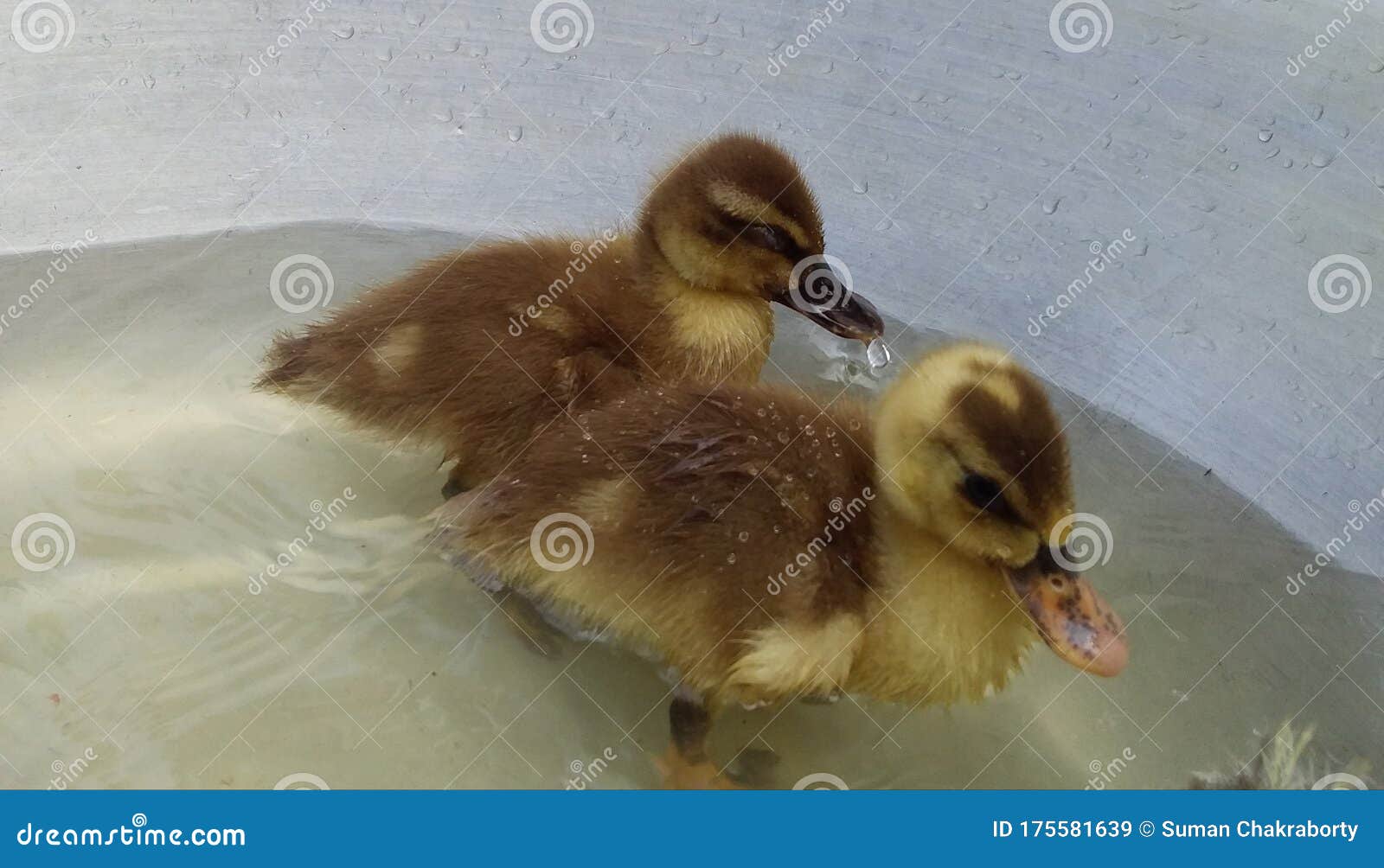 Duckling taking bath stock image. Image of duck, bath - 175581639