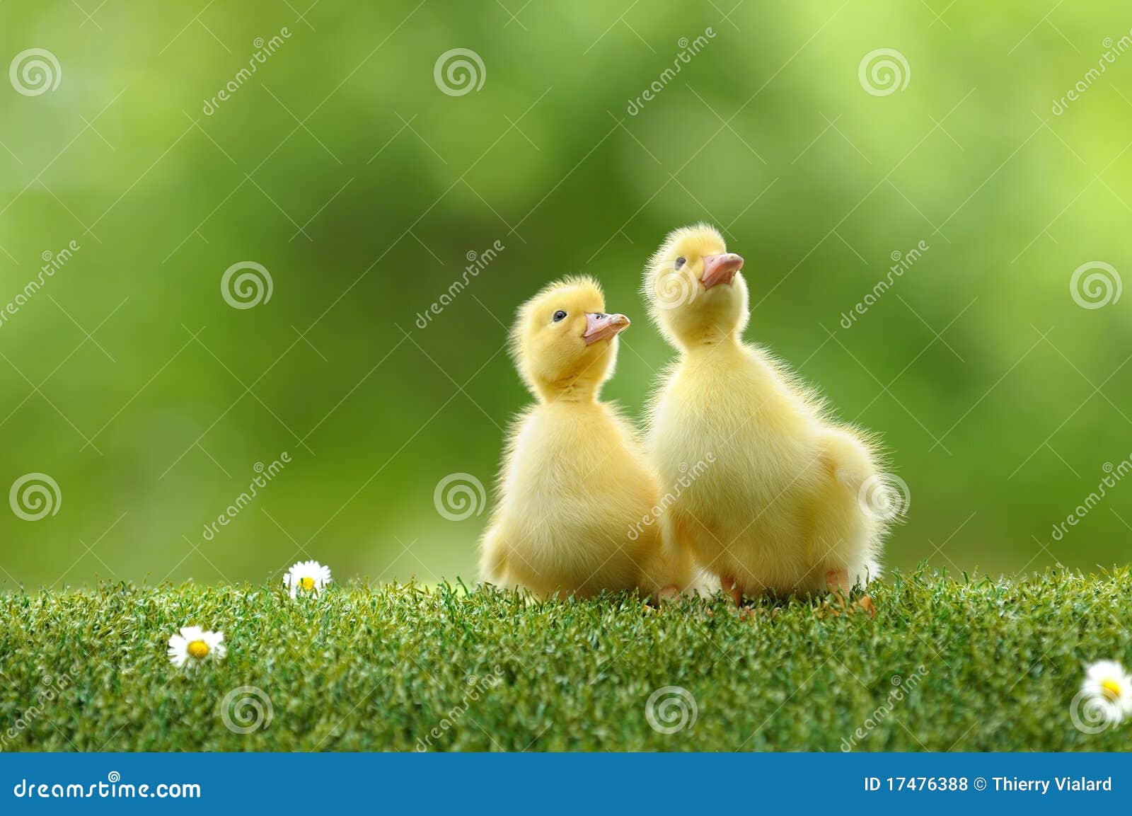 Duckling two stock photo. Image of green, domestic, head - 17476388