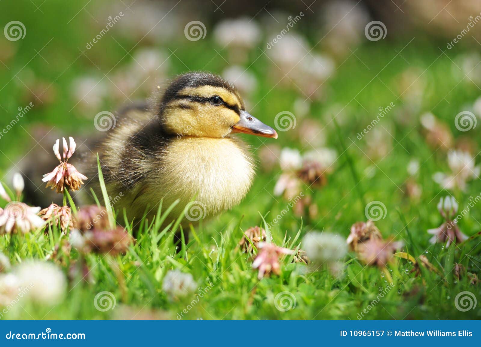 Duckling Waddling through Grass Stock Image - Image of duck, animal ...