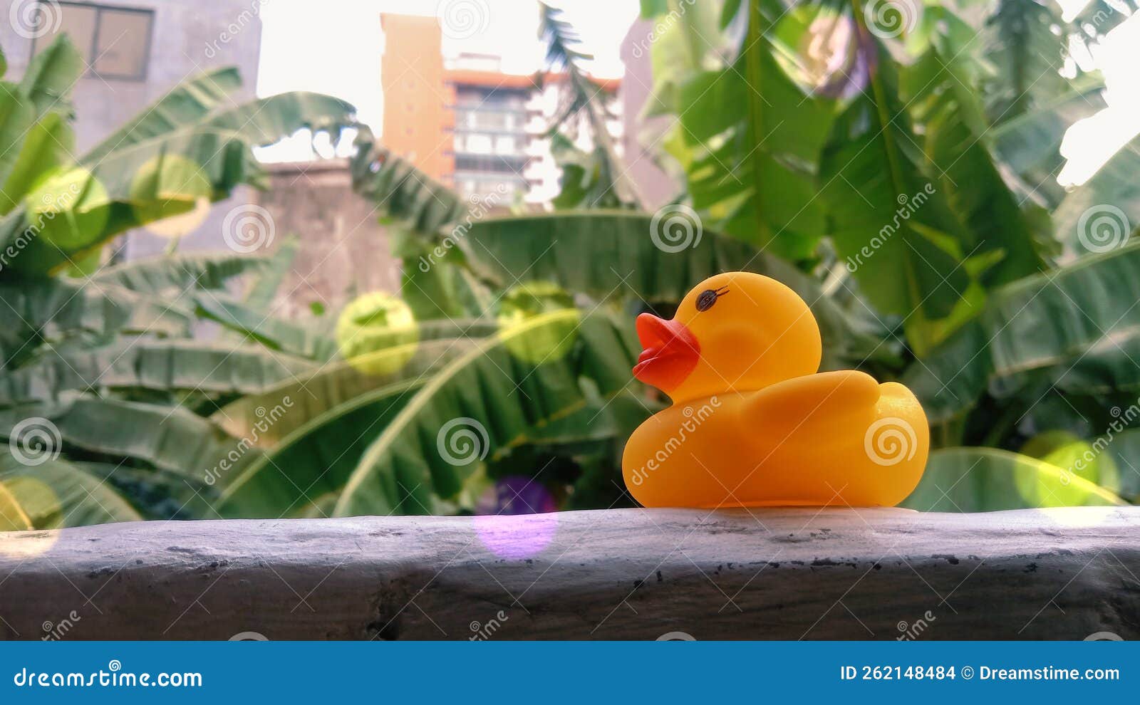 Duckling waiting for dusk stock photo. Image of intel - 262148484