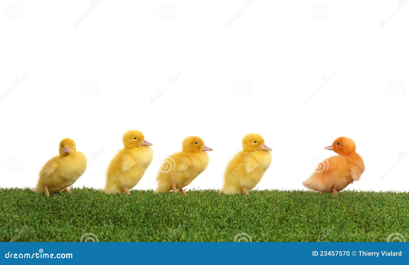 Duckling walk stock photo. Image of adorable, cute, mallard - 23457570