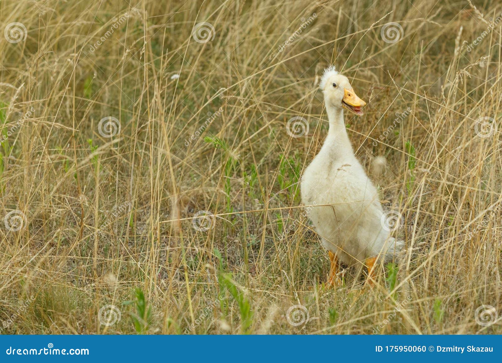 Duckling on a walk stock photo. Image of cute, animal - 175950060