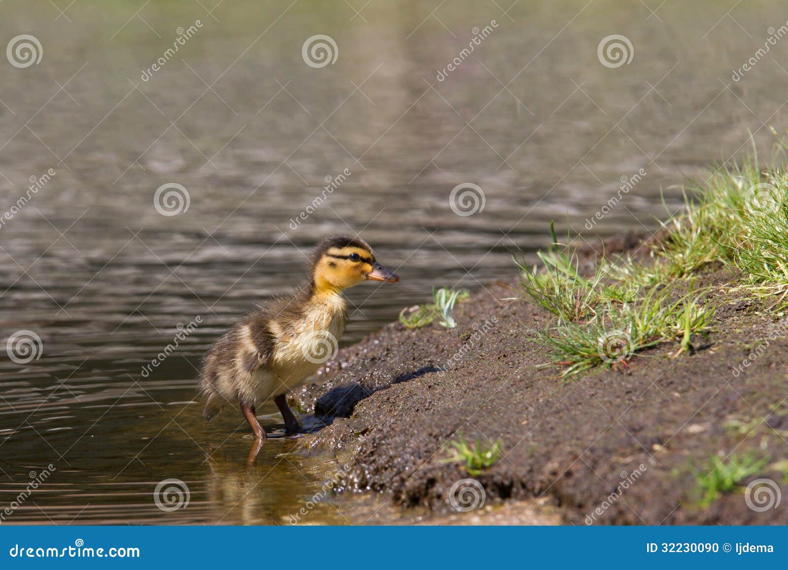 Duckling walking stock photo. Image of female, nature - 32230090