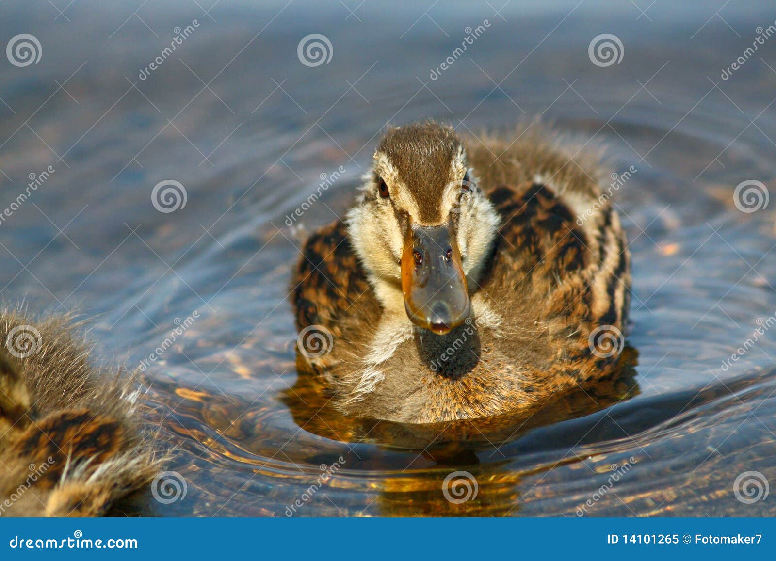 Duckling in water stock image. Image of little, bird - 14101265