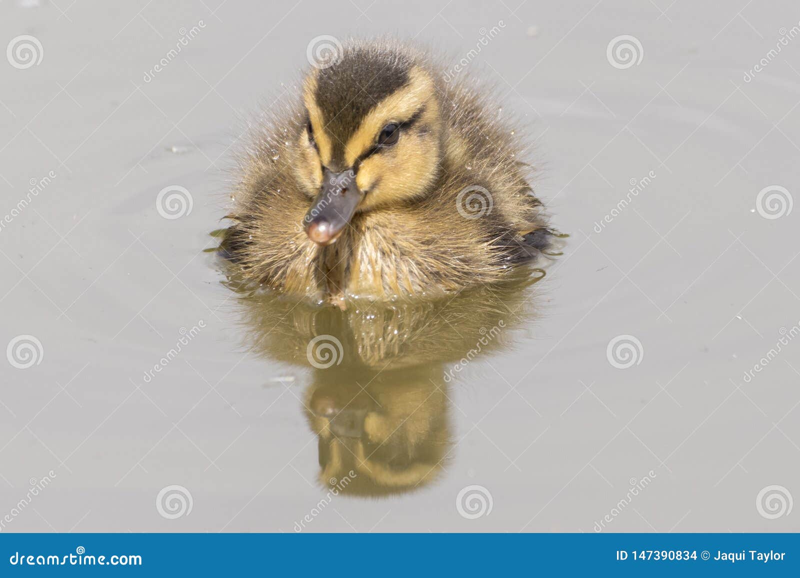 Duckling on the water stock photo. Image of baby, fluffy - 147390834