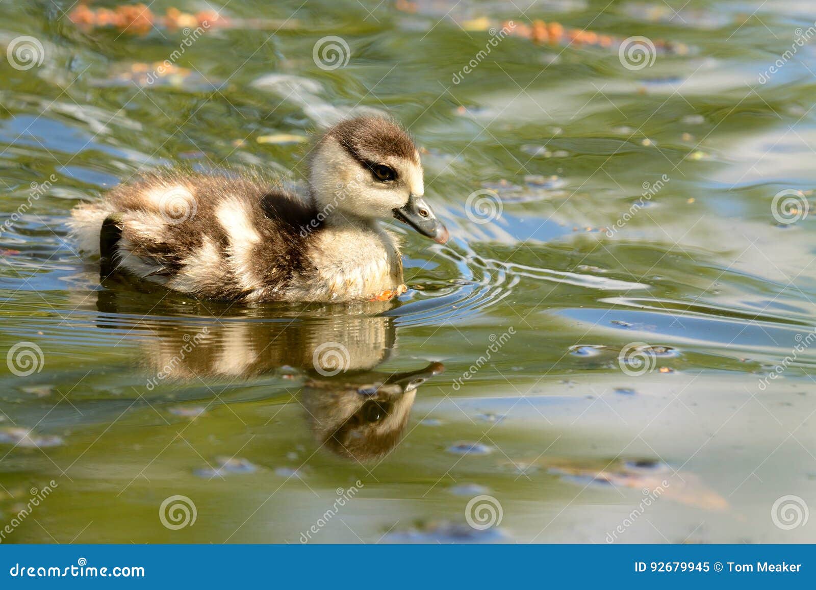 Duckling water reflection stock image. Image of wild - 92679945