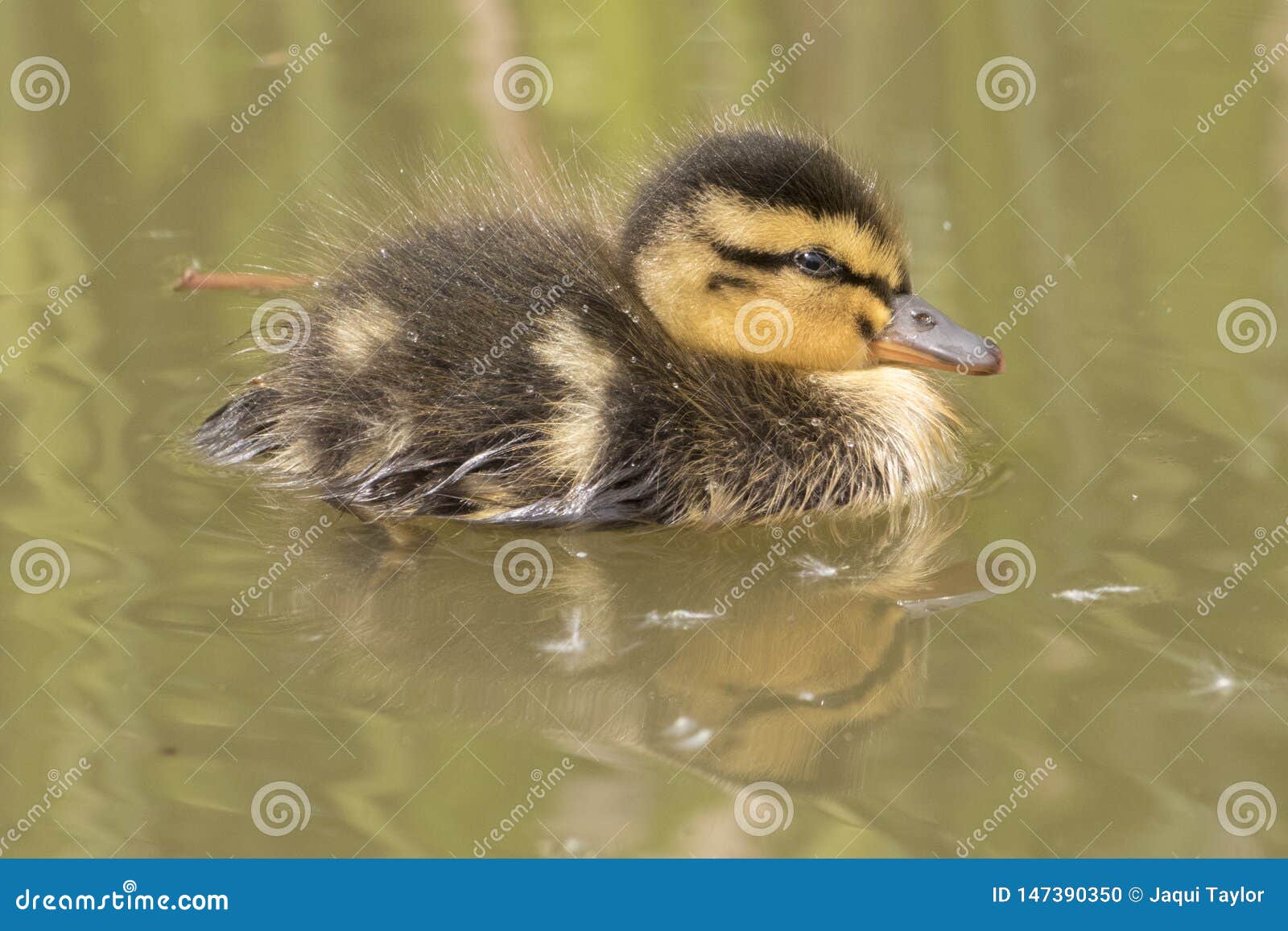 Duckling on the water stock photo. Image of water, sleeping - 147390350
