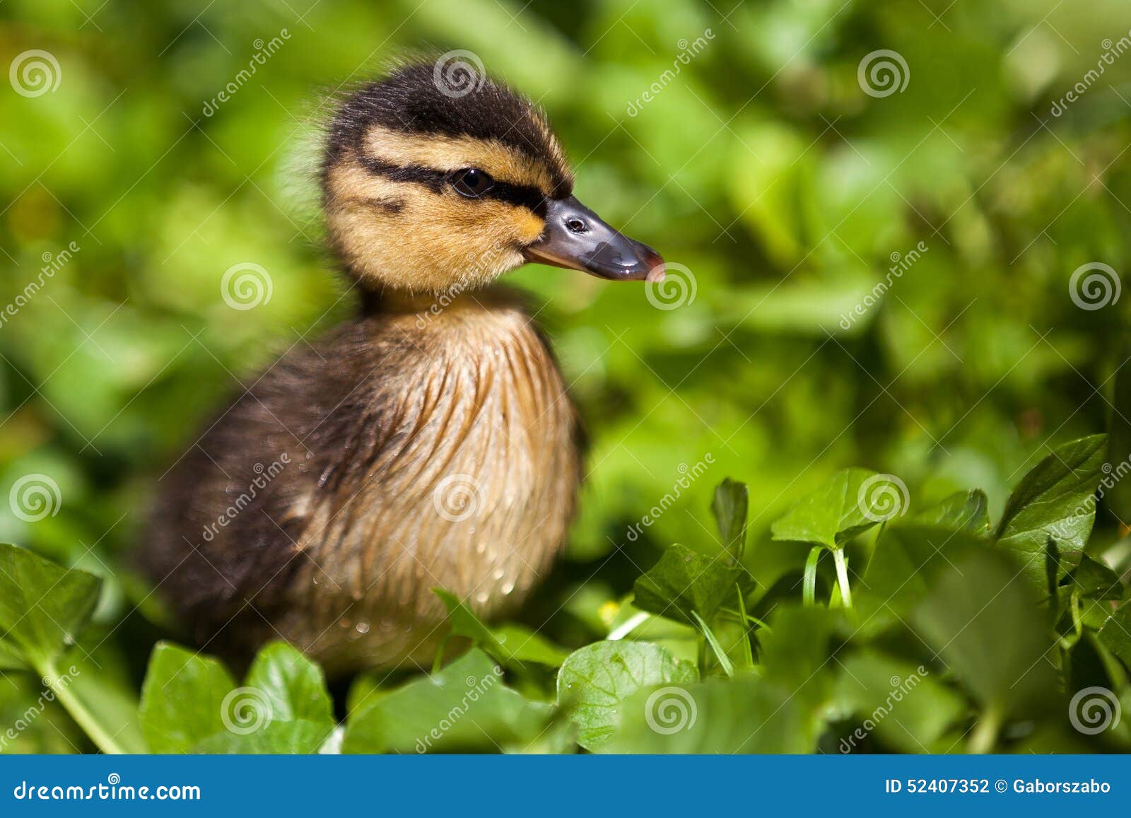 Duckling stock photo. Image of foot, duck, bird, life - 52407352