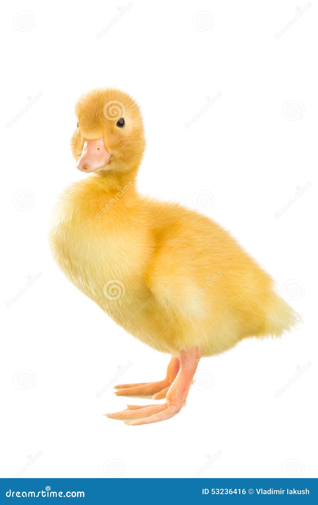 Duckling stock photo. Image of fuzzy, springtime, duckling - 53236416