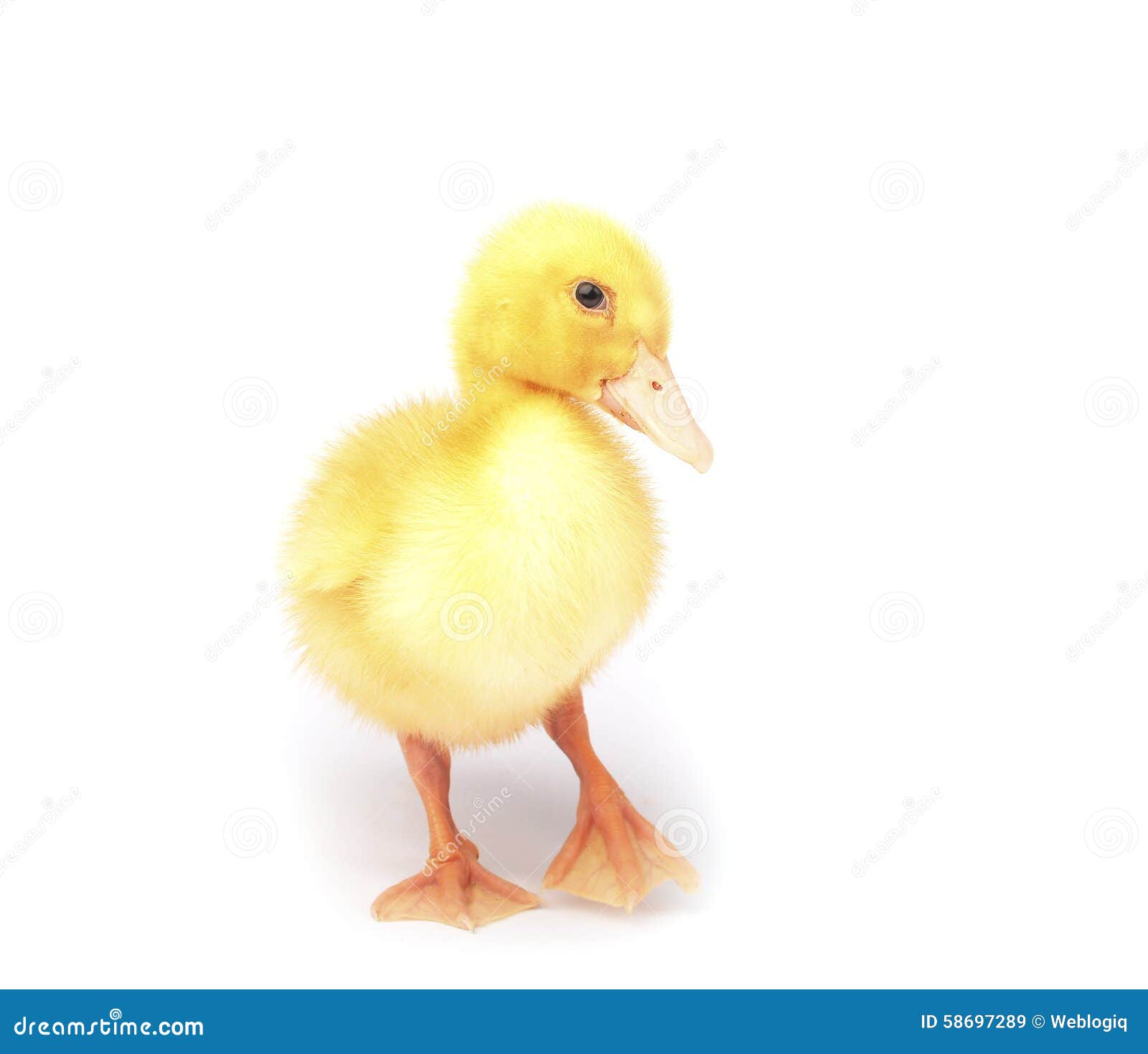 Duckling stock image. Image of feather, little, lovely - 58697289