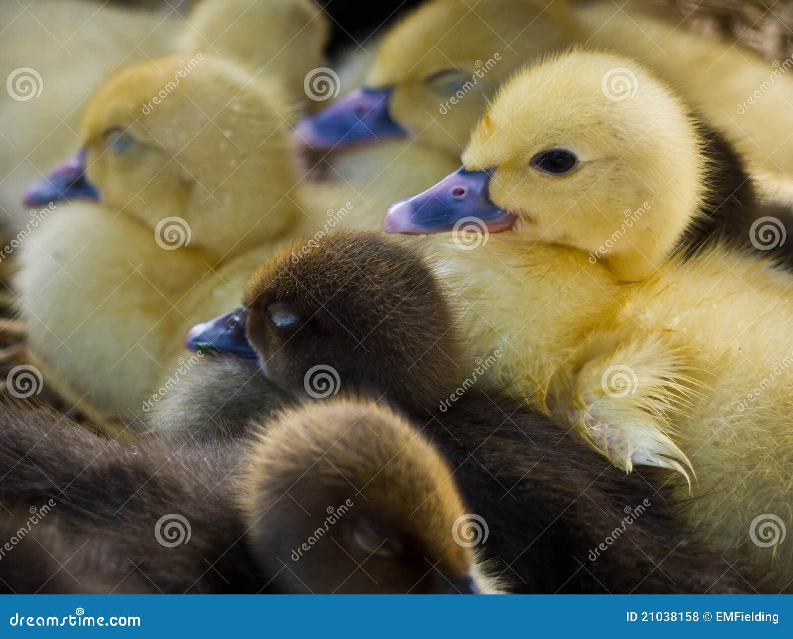 Ducklings stock photo. Image of nest, farm, fall, baby - 21038158