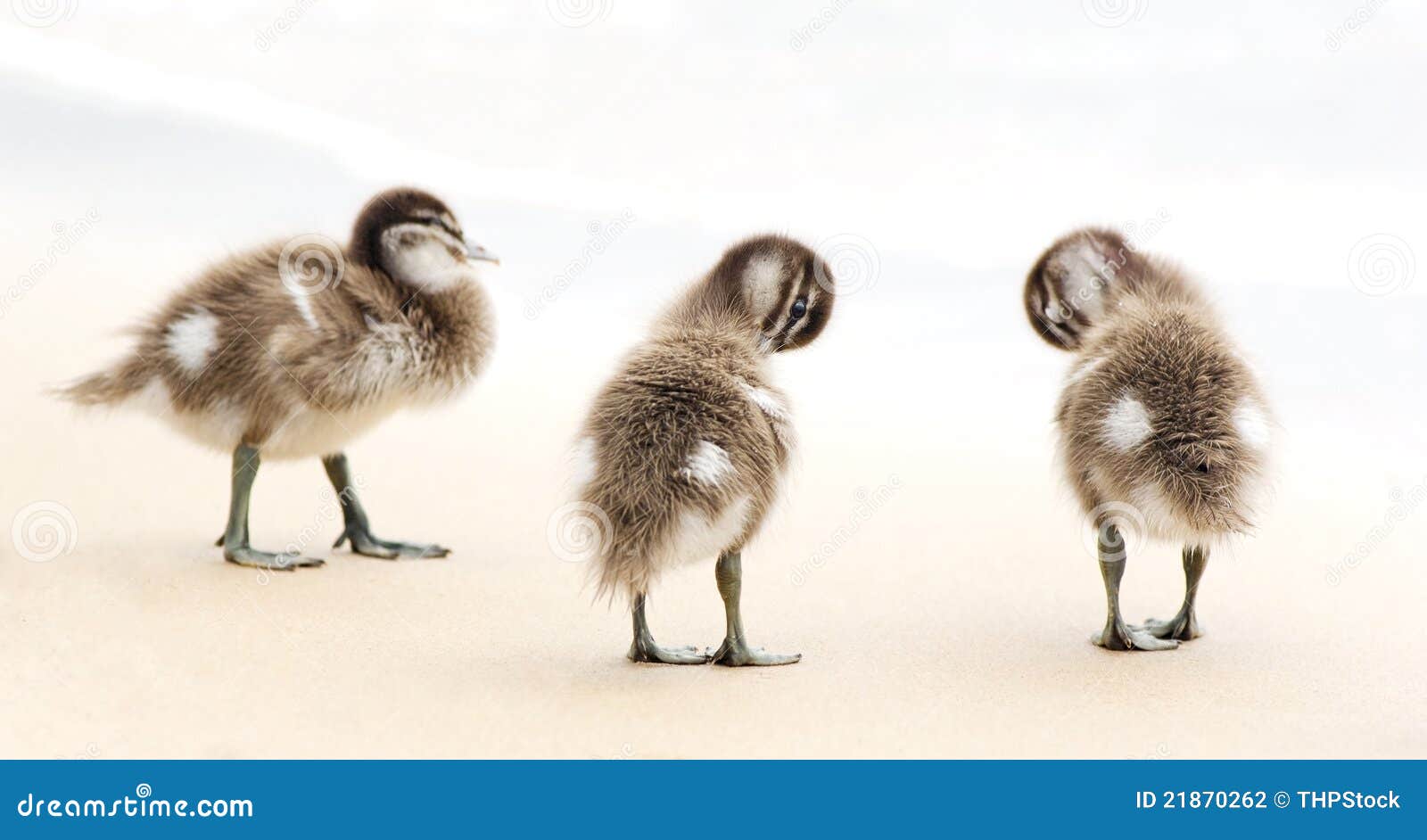 Ducklings stock photo. Image of feather, fluffy, playful - 21870262