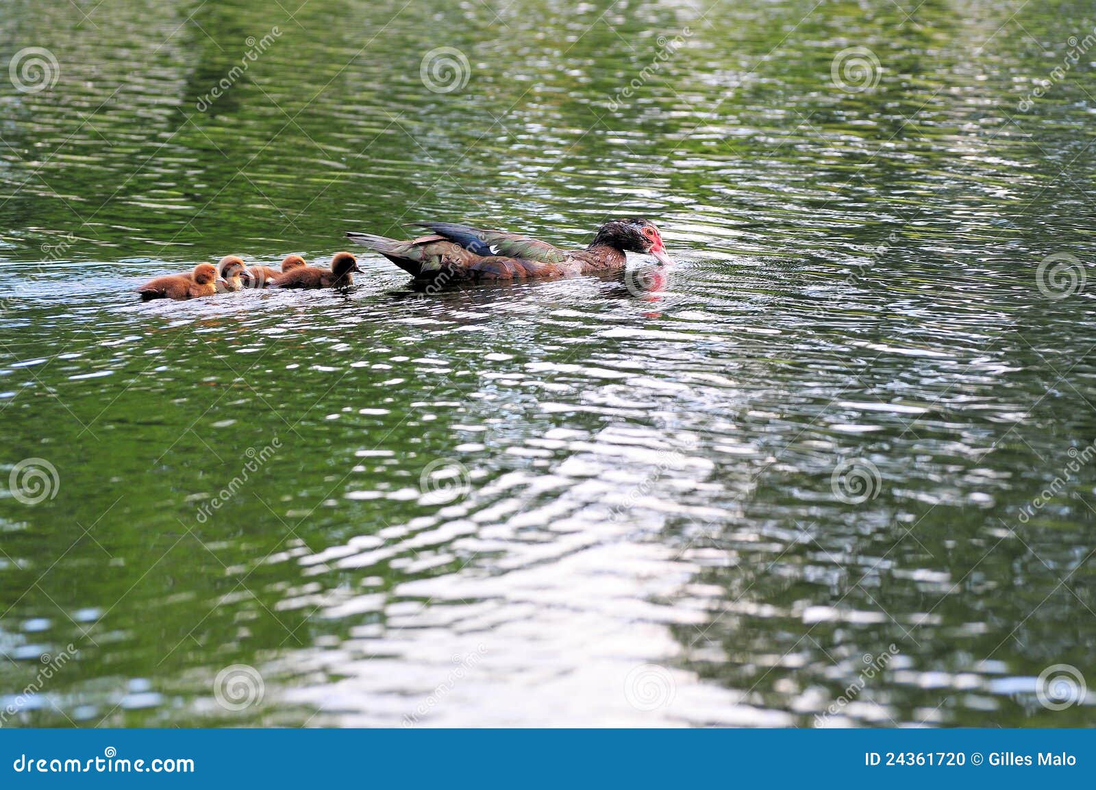 Ducklings Behind Their Mother Stock Photo - Image of colours, florida ...