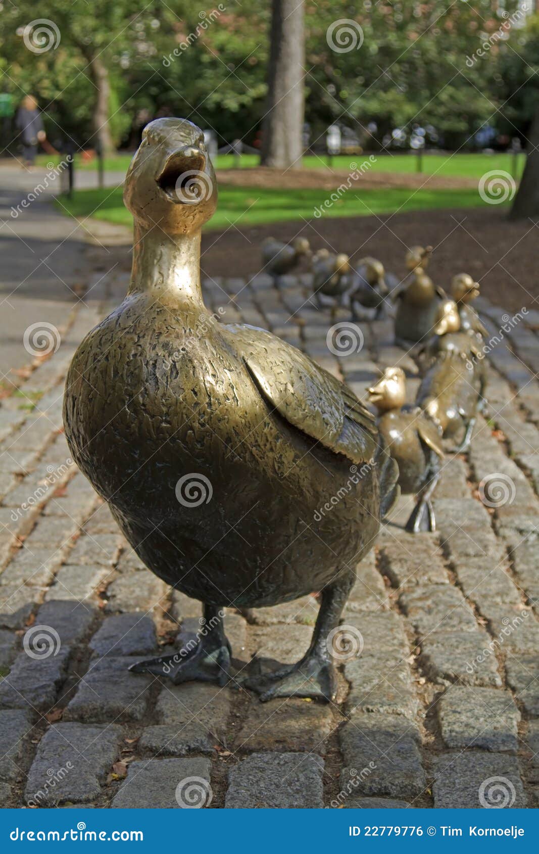 Ducklings, Boston Massachusetts Stock Photo - Image of beacon, boston ...