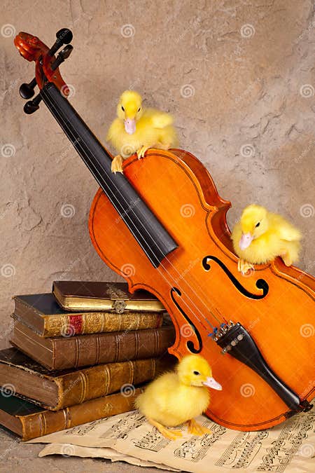 Ducklings on Classical Violin Stock Photo - Image of sheet, baby: 19668672