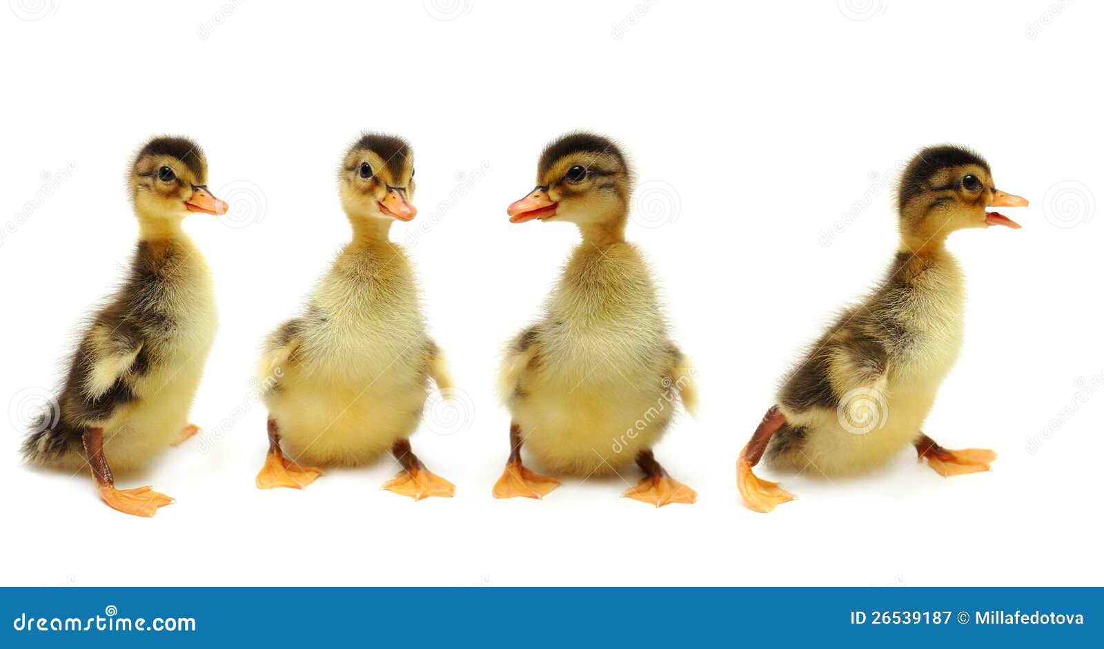 Ducklings Run Stock Photos - Free & Royalty-Free Stock Photos from ...
