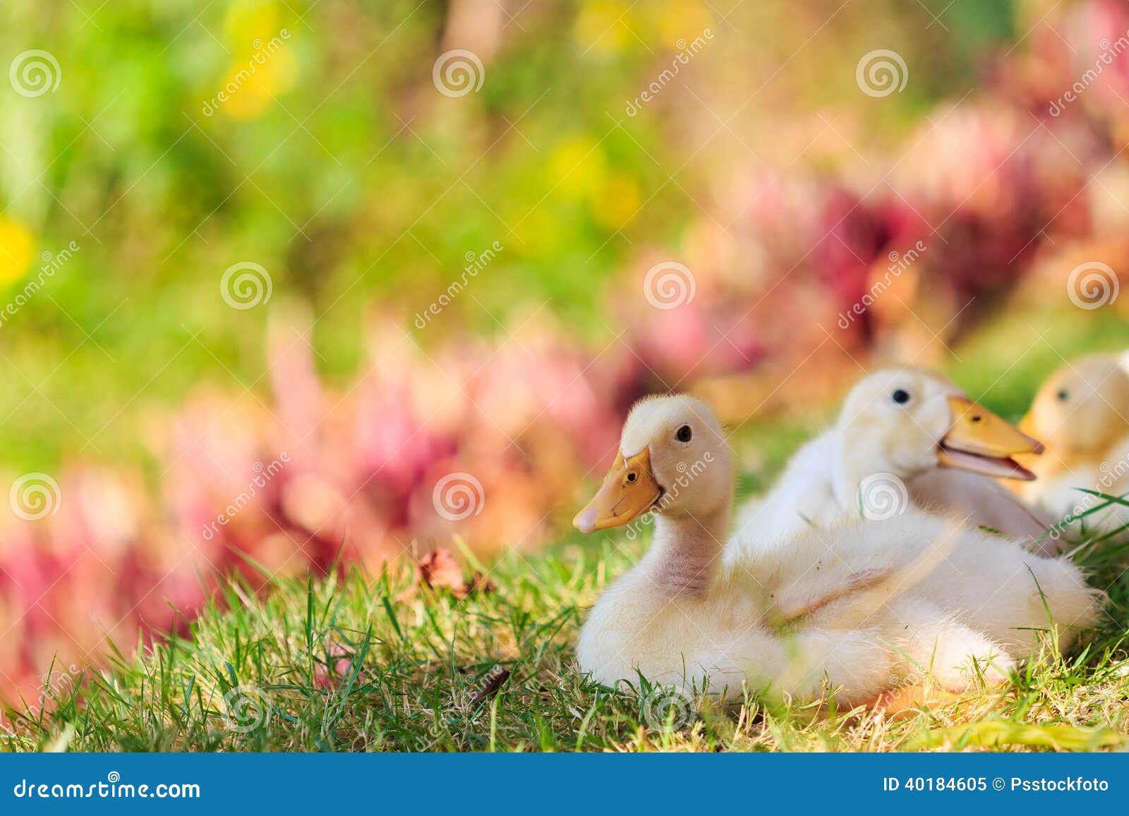 Ducklings stock image. Image of easter, young, animals - 40184605