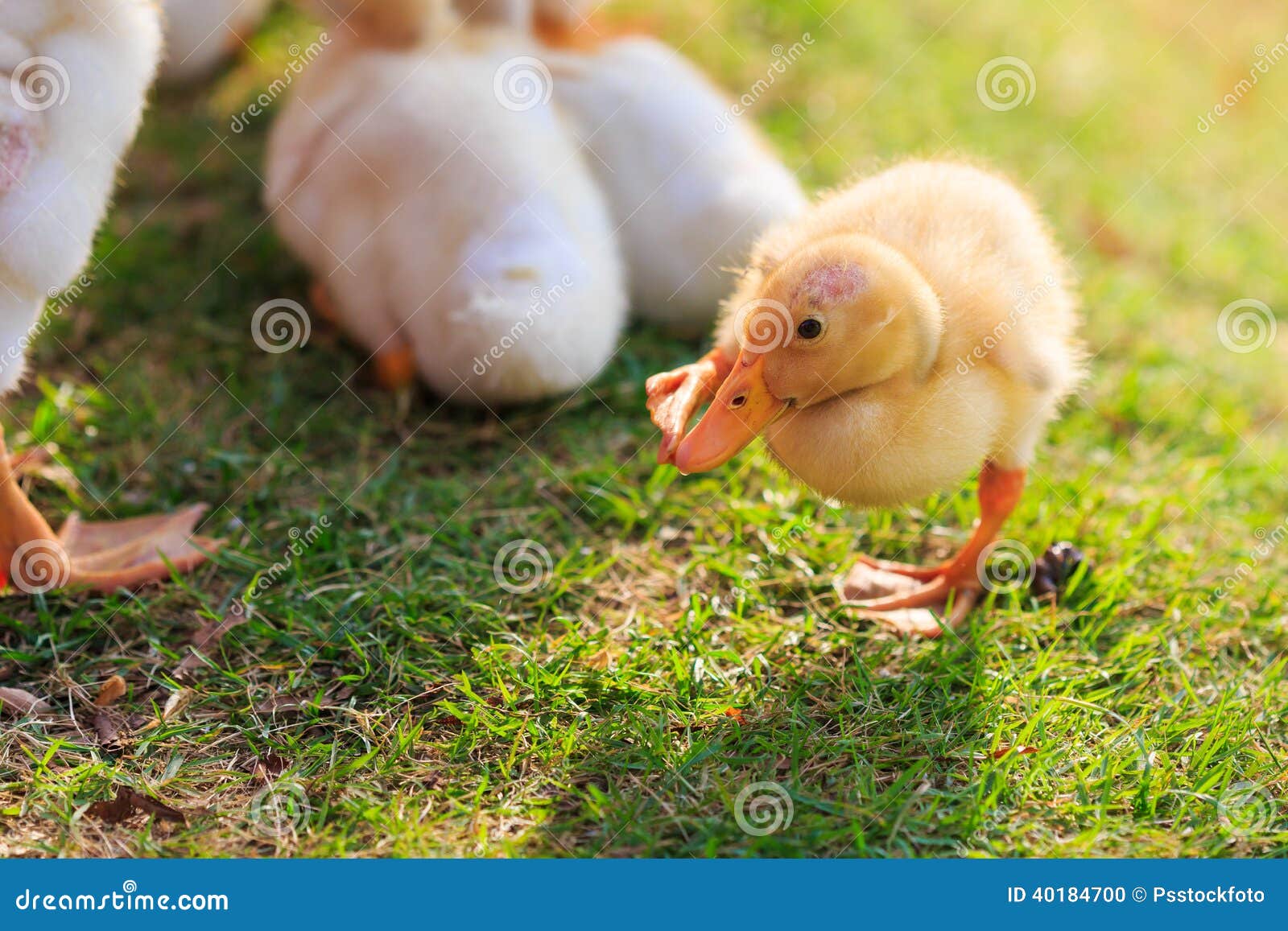 Ducklings stock photo. Image of ducklings, animals, farm - 40184700