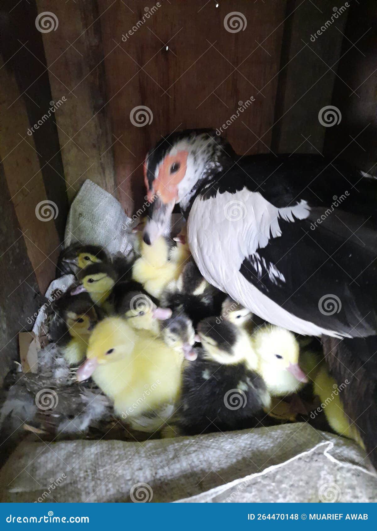 Ducklings 1 Day Old stock photo. Image of food, wing - 264470148