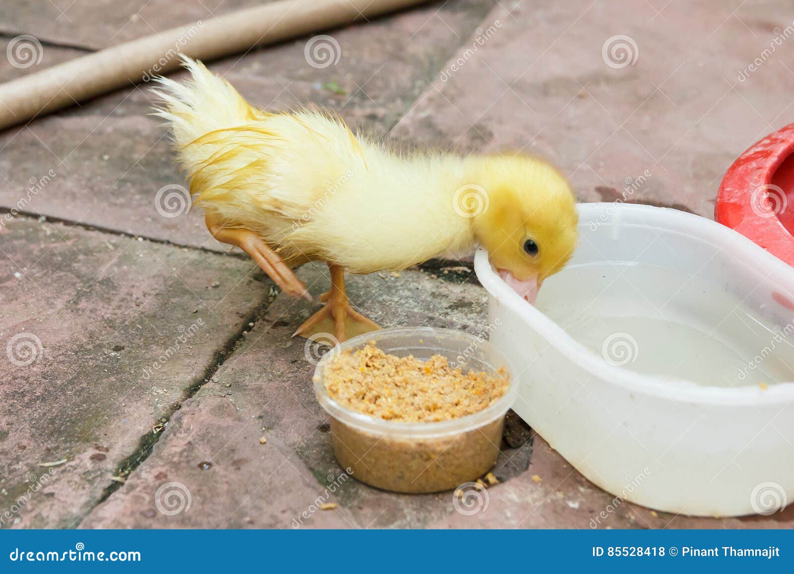 Ducklings Drinking Water in Bowl. Stock Photo - Image of food, duck ...