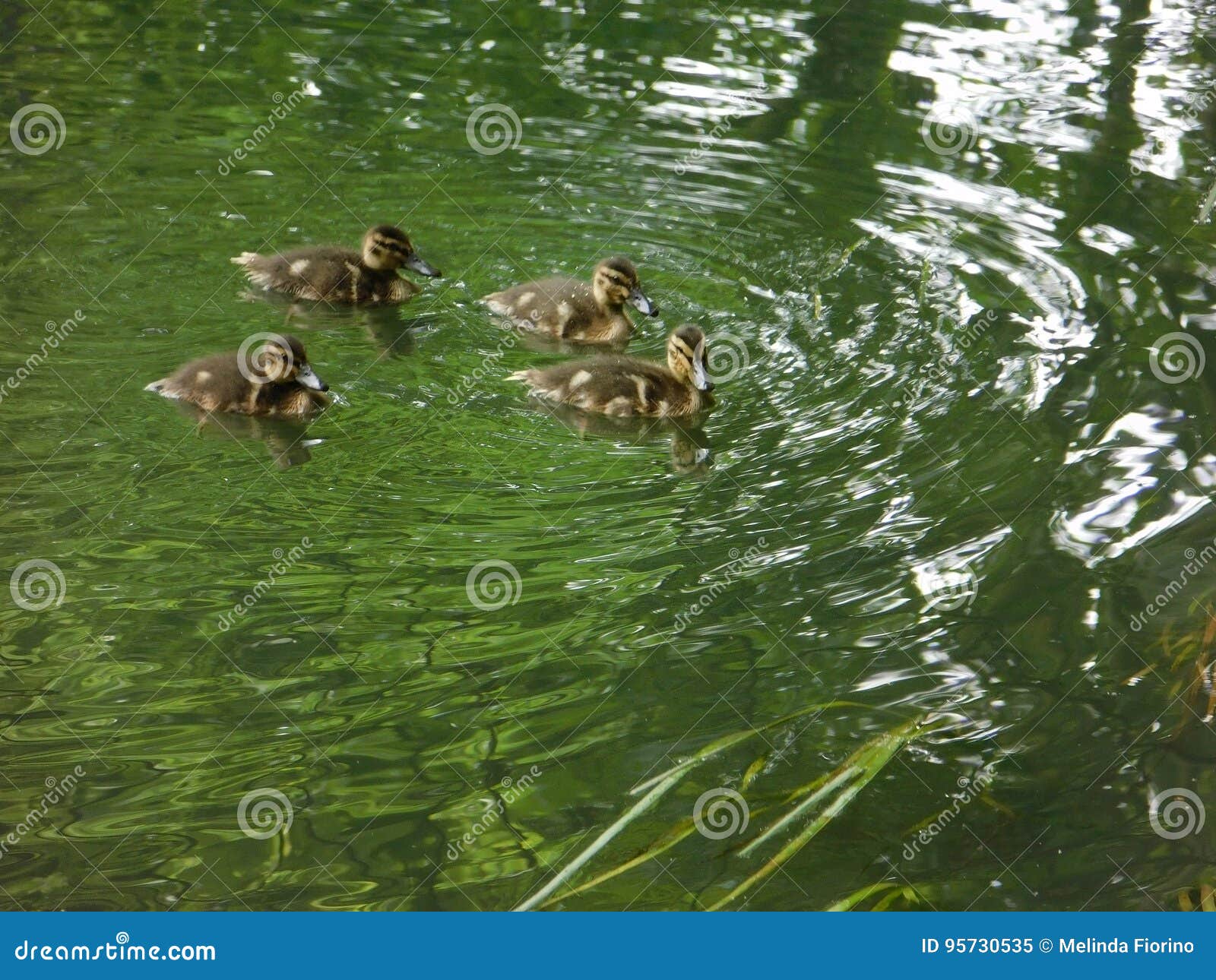 The 4 ducklings stock image. Image of nature, duck, playing - 95730535
