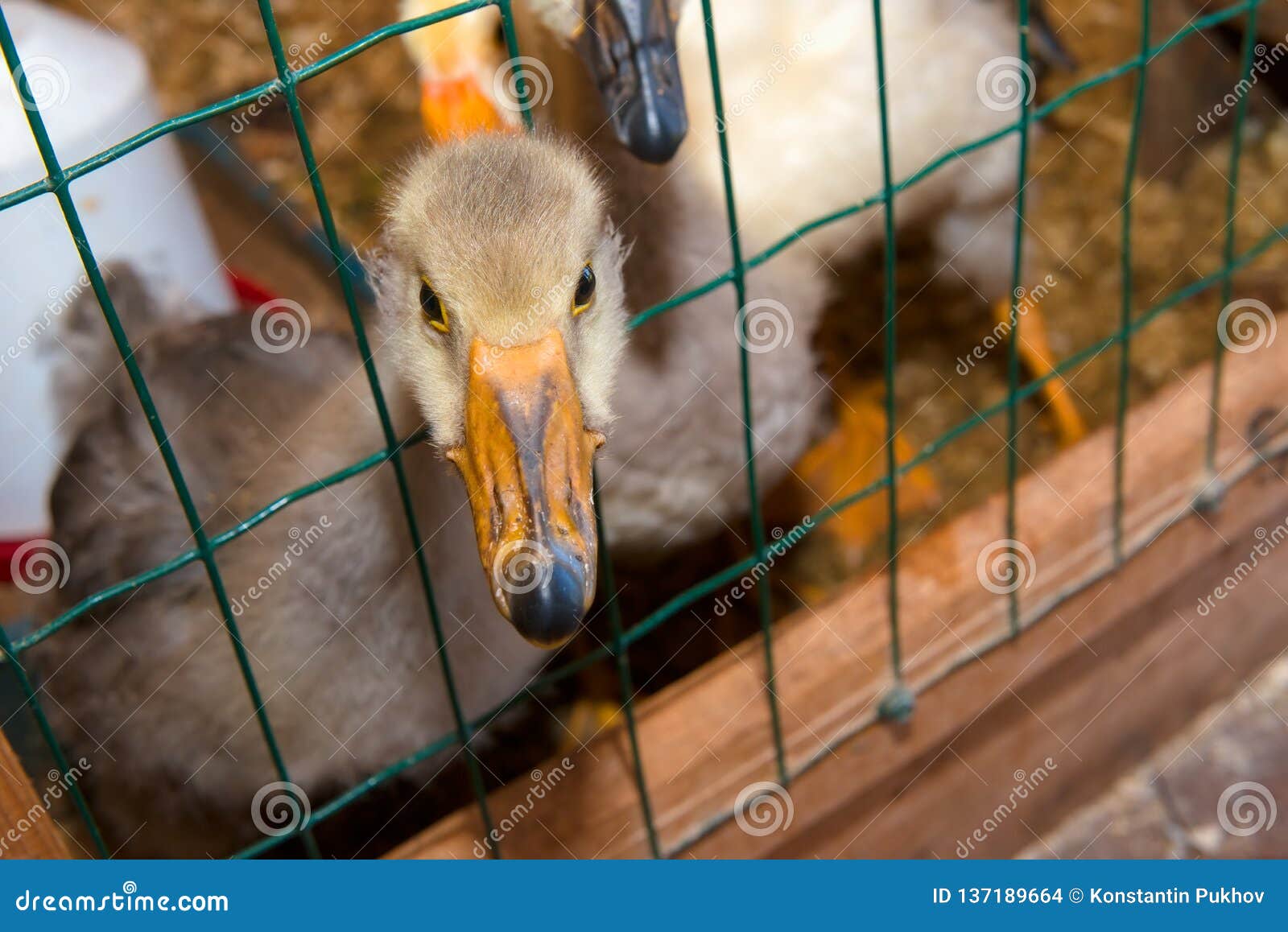 Ducklings on the farm stock photo. Image of geese, farming - 137189664