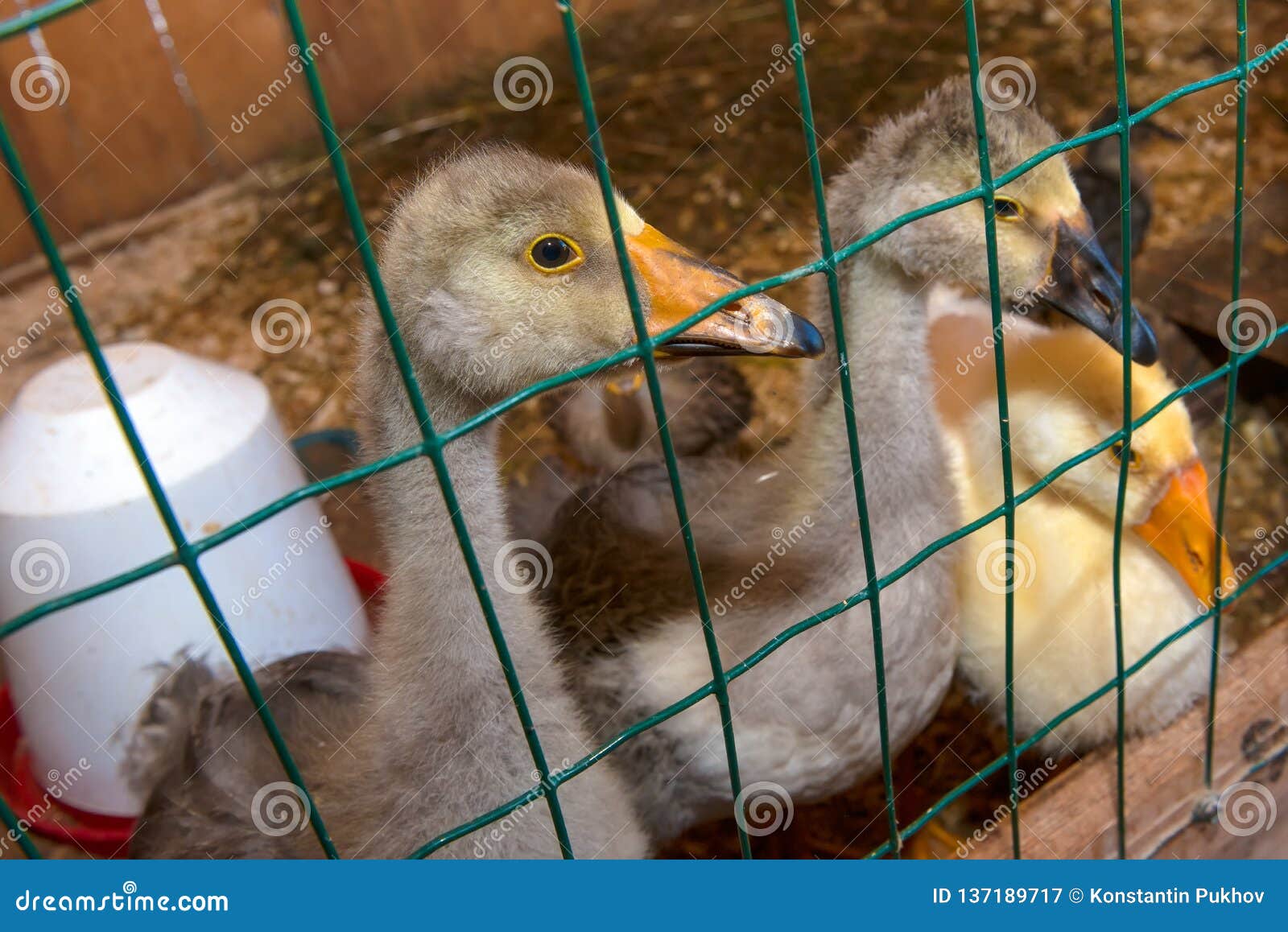 Goslings in the hen house stock image. Image of healthy - 137189717