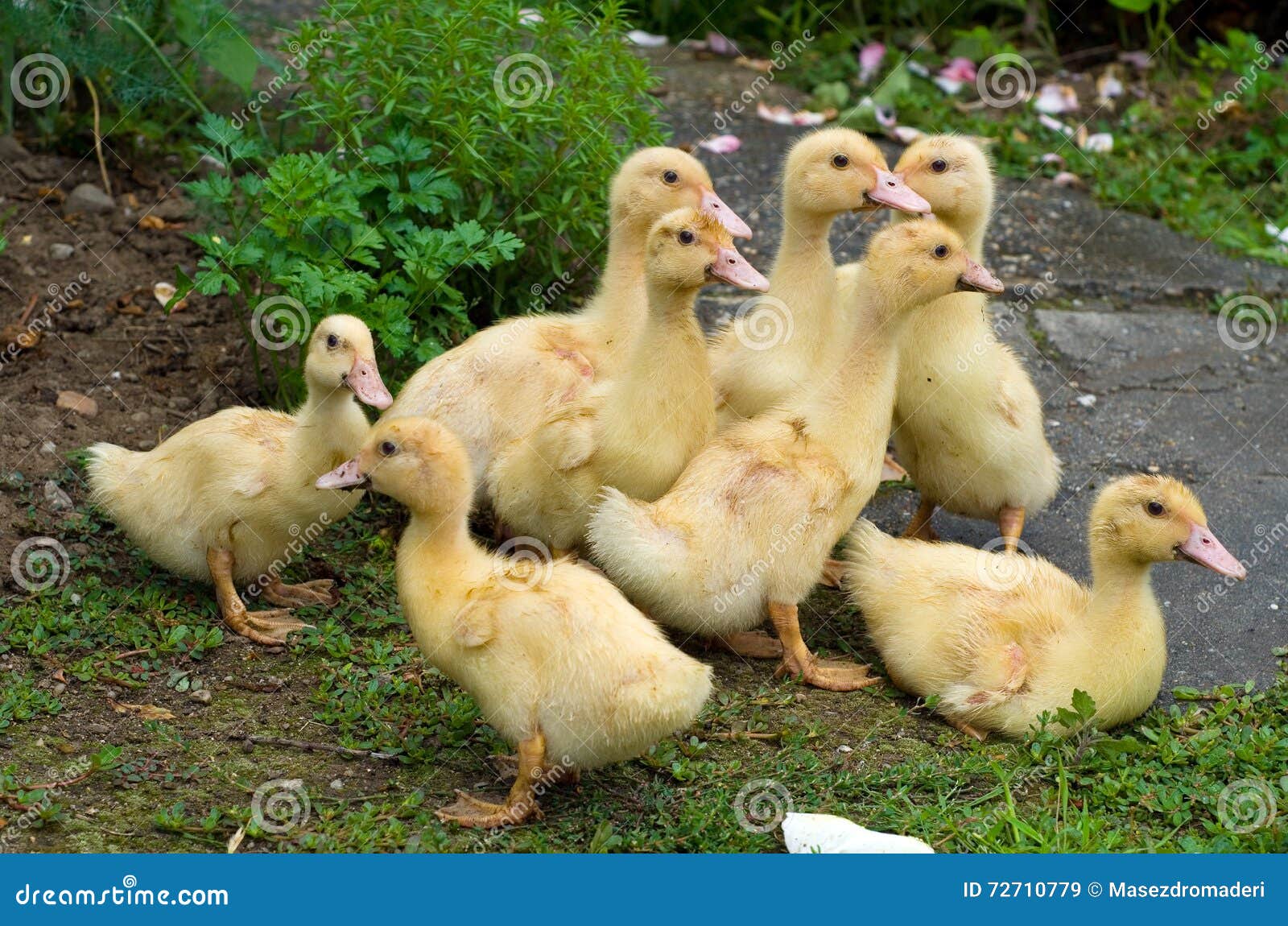 Ducklings feeding outside stock image. Image of animal - 72710779