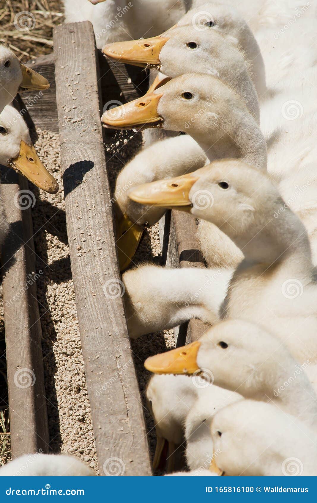 Ducklings at the Feeding Trough Stock Photo - Image of outdoors ...