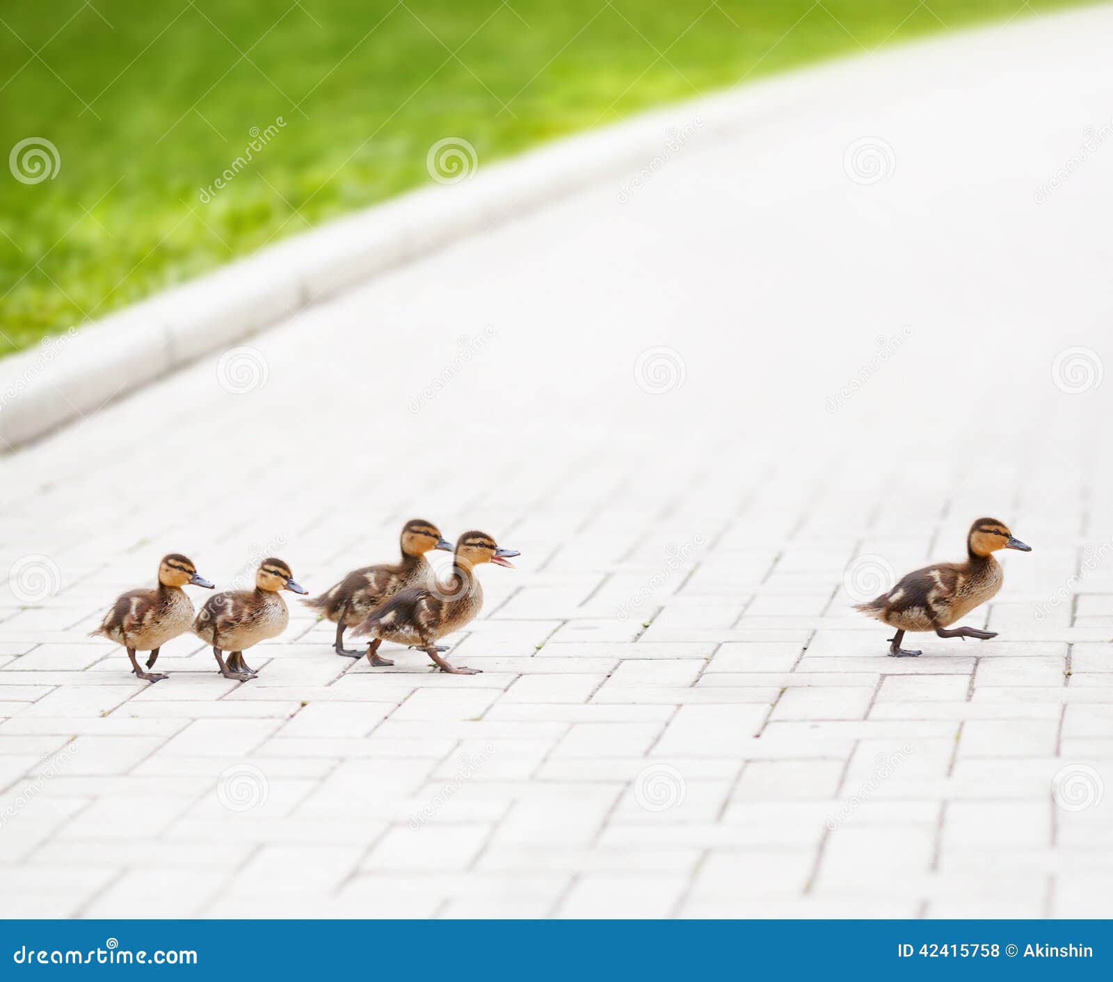 Ducklings stock photo. Image of cute, child, concept - 42415758