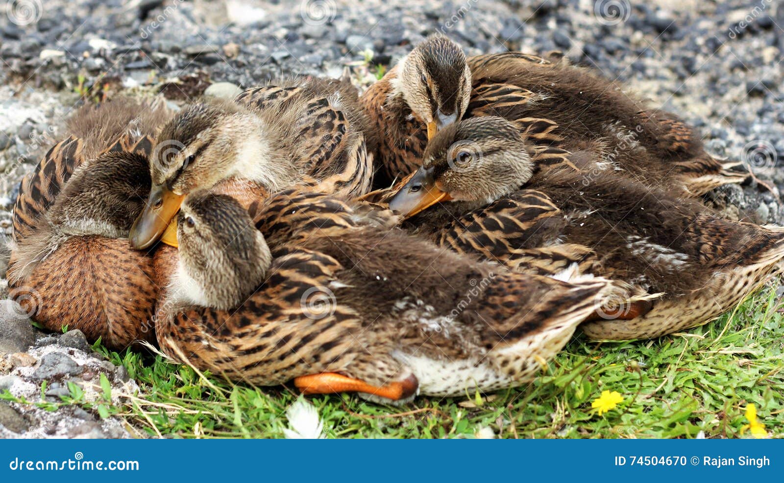 Ducklings stock photo. Image of mama, ducklings, bird - 74504670