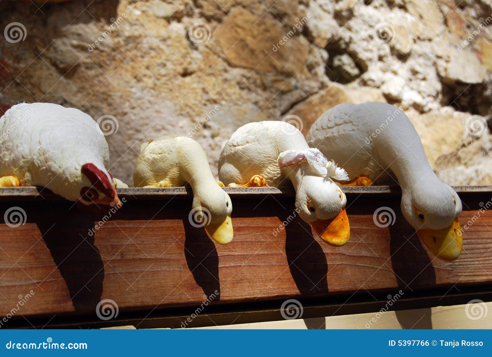 Ducklings and hen stock photo. Image of knick, ducklings - 5397766