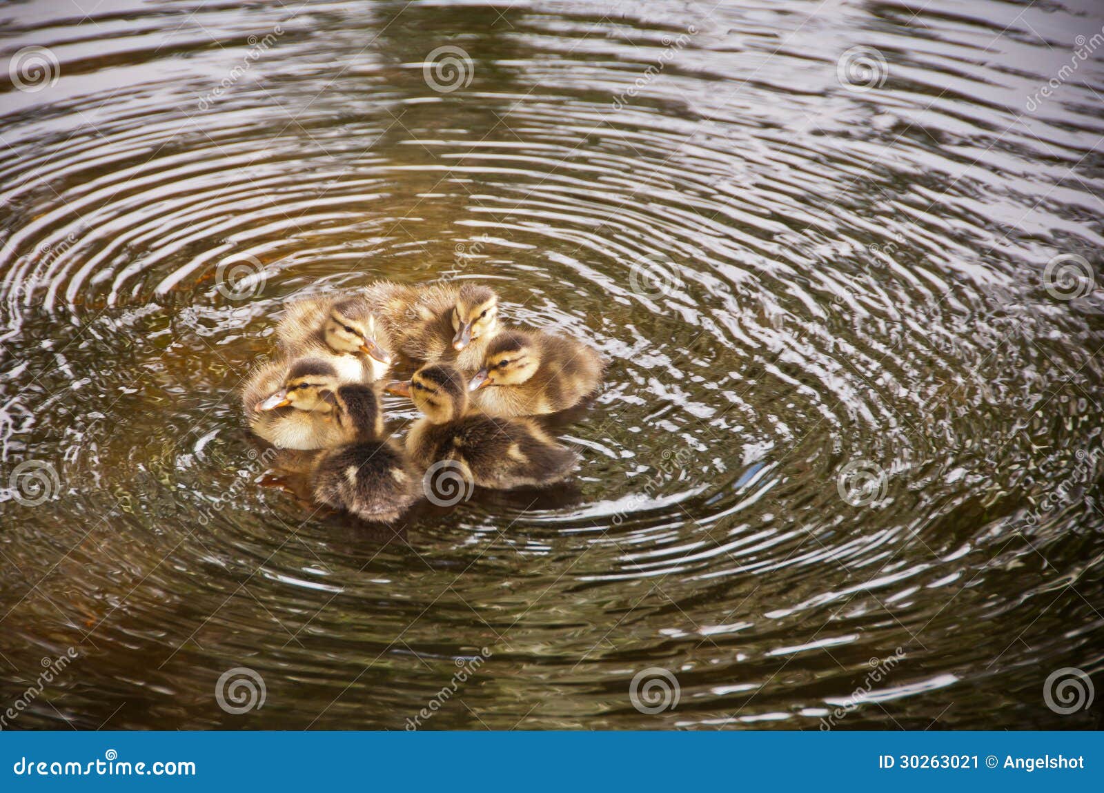 Six duckling, in a circle stock image. Image of beak - 30263021