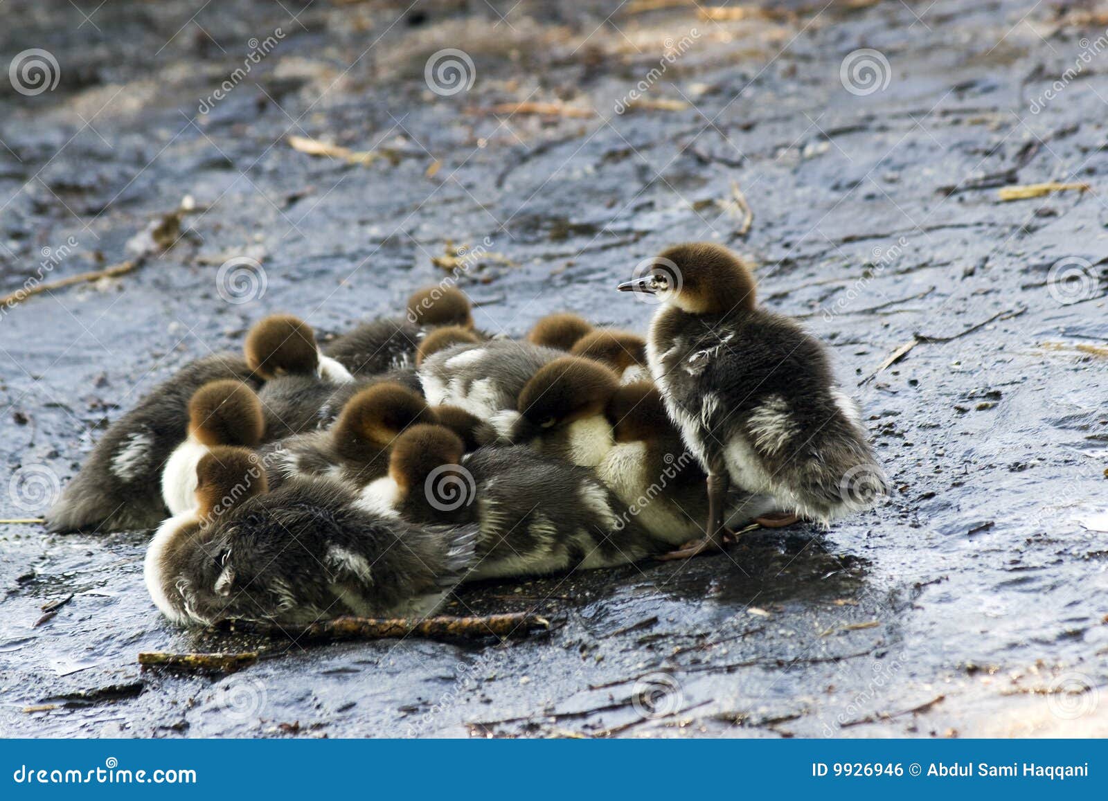 Ducklings Huddling Together Stock Photo - Image of guard, ducling: 9926946