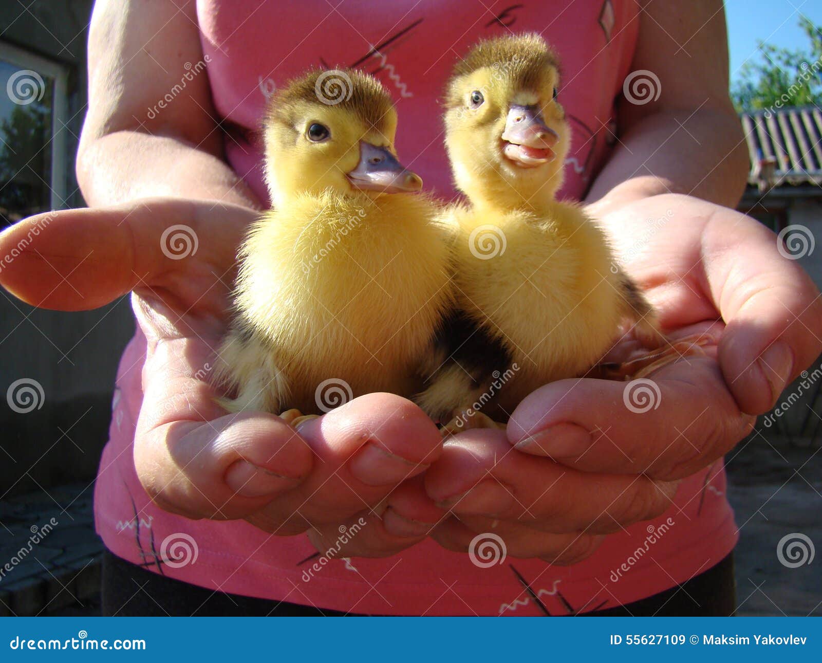 Ducklings stock image. Image of birds, farming, duck - 55627109