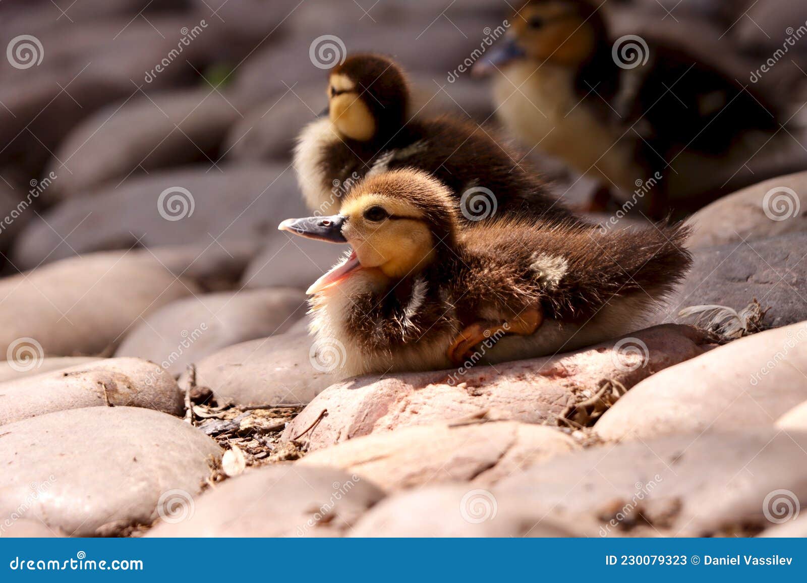 Ducklings stock image. Image of duck, waking, little - 230079323