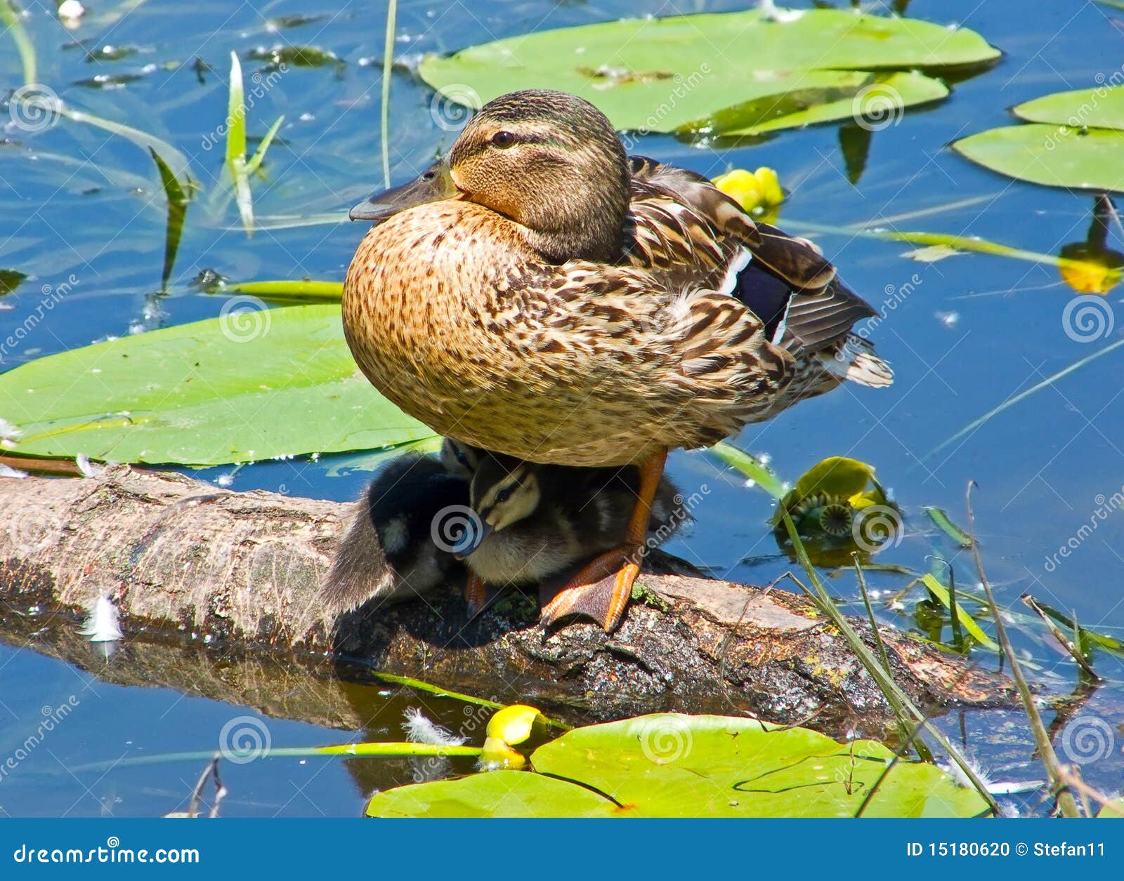 Ducklings with mother stock photo. Image of colorful - 15180620