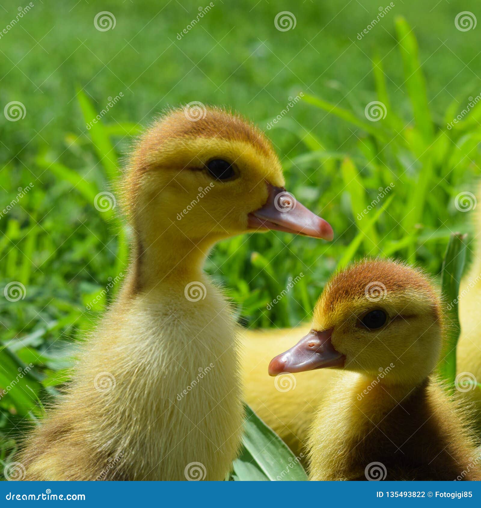 Ducklings of a musky duck stock photo. Image of furry - 135493822