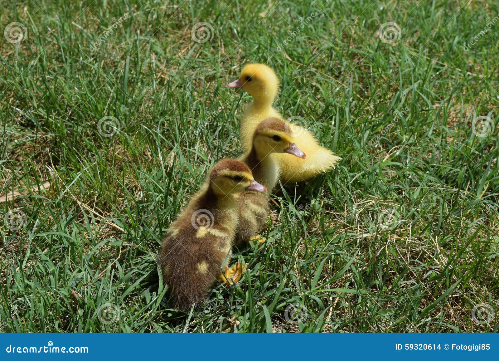 Musky Duck Or Indoda On Walk. White Muscovy Bird Stock Image ...