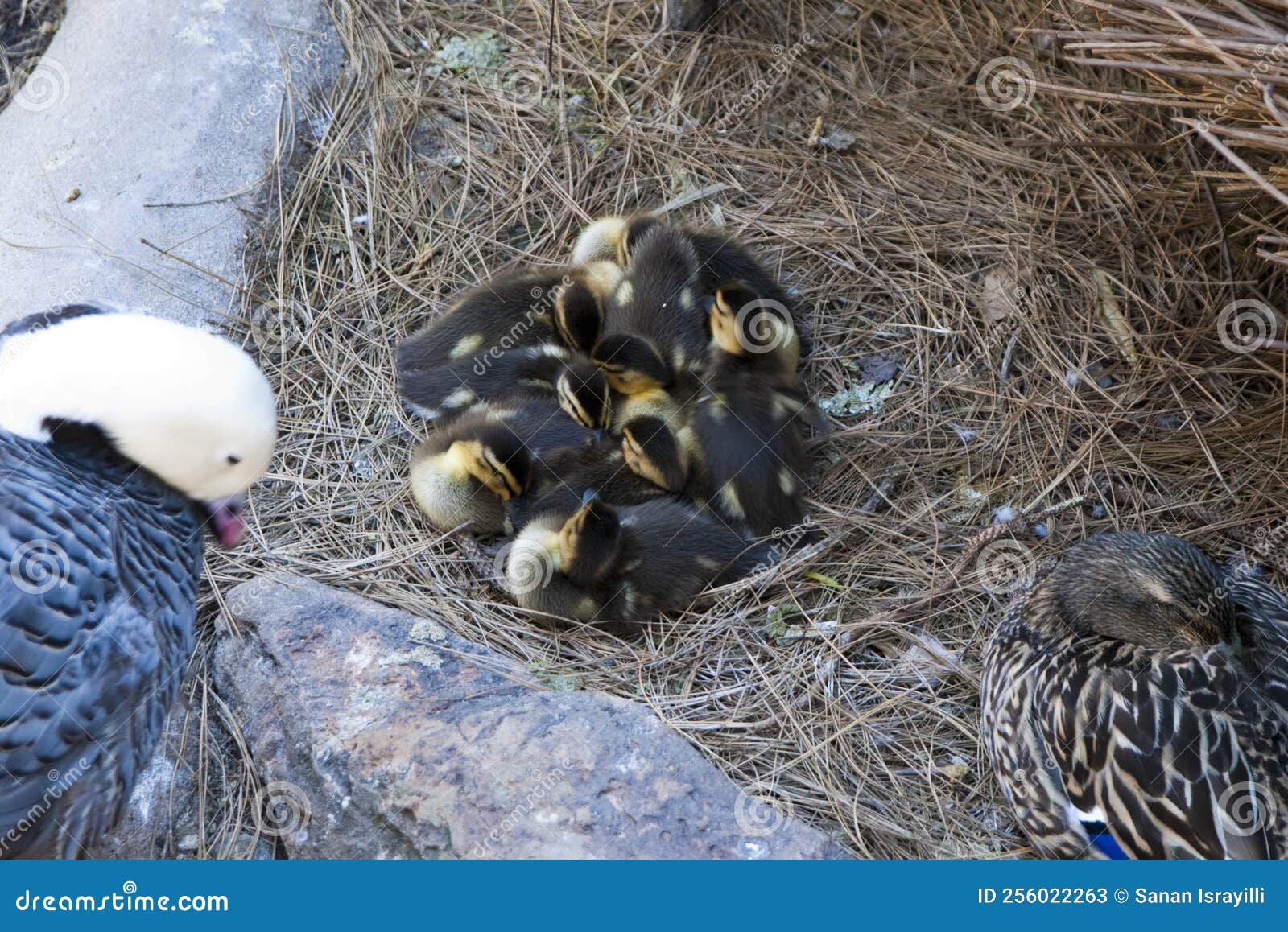Ducklings stock image. Image of cute, ducklings, growing - 256022263