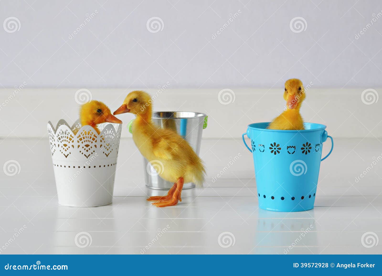 Ducklings In Pails Stock Photo | CartoonDealer.com #39572928