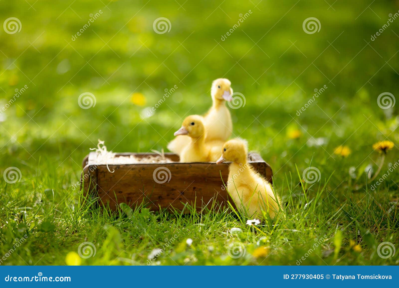 Ducklings in the Park, Walking and Eating Stock Image - Image of animal ...