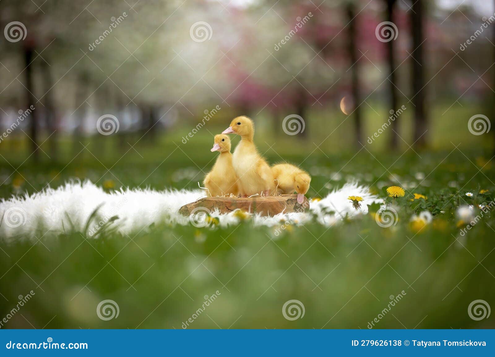 Ducklings in the Park, Walking and Eating Stock Photo - Image of farm ...