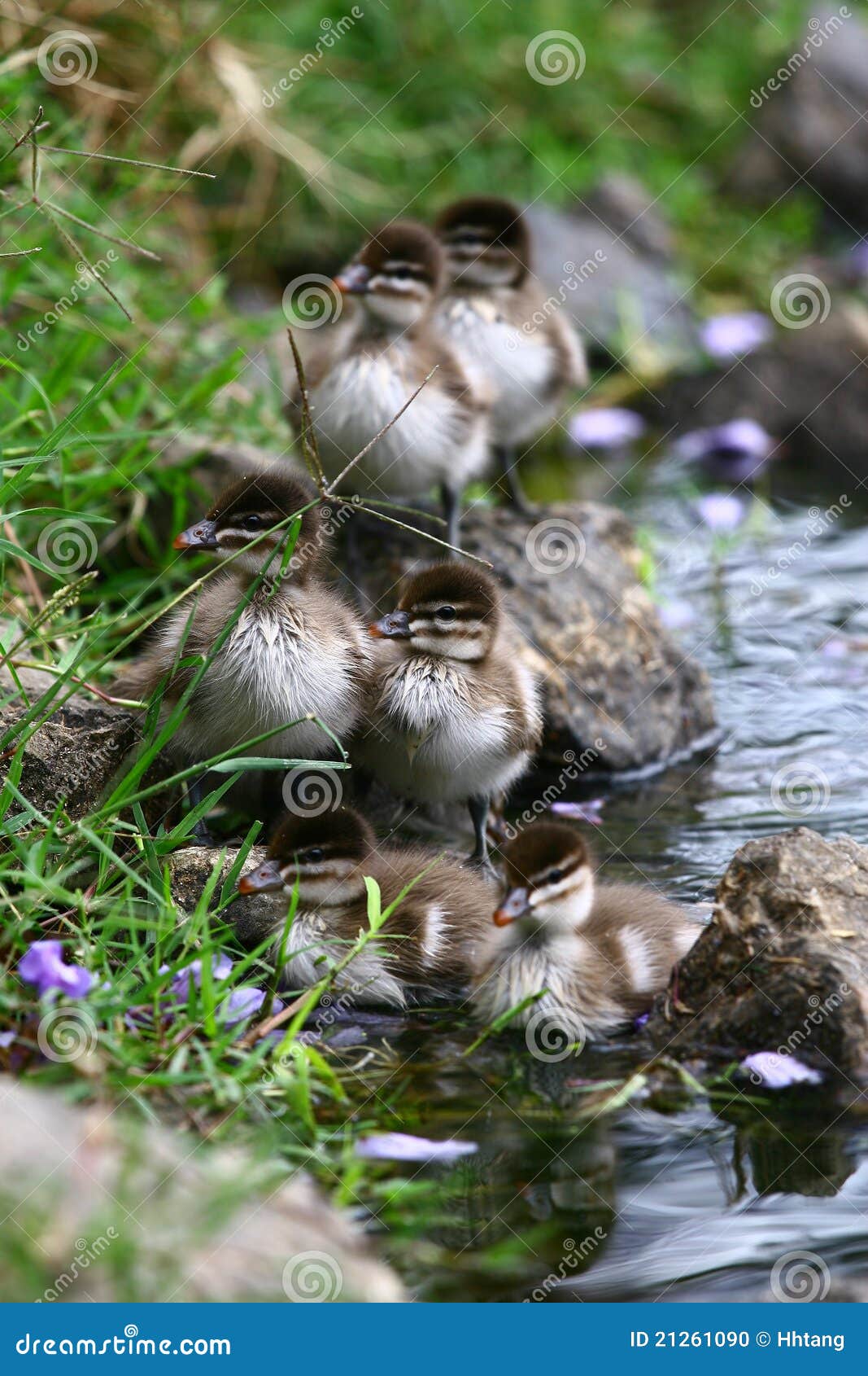 Ducklings by the Pond stock photo. Image of ducklings - 21261090