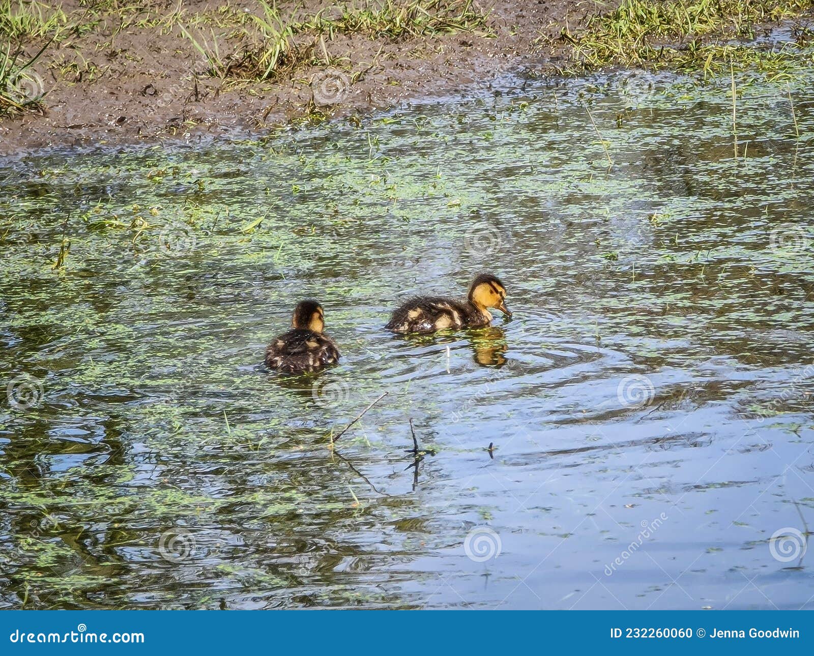 Ducklings on a pond stock photo. Image of baby, duck - 232260060