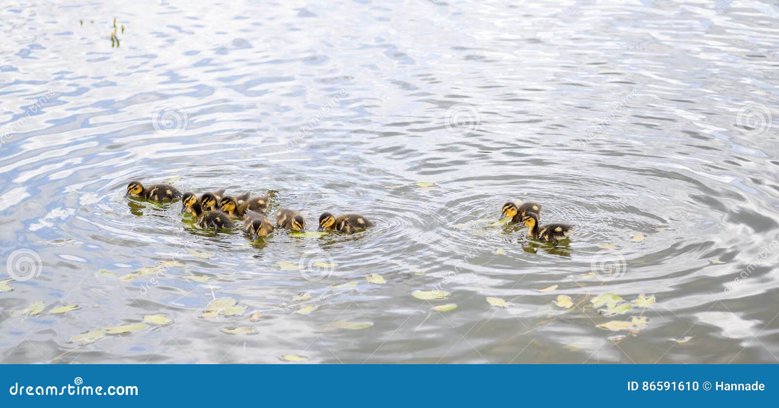 Ducklings on pond stock photo. Image of brood, ornithology - 86591610