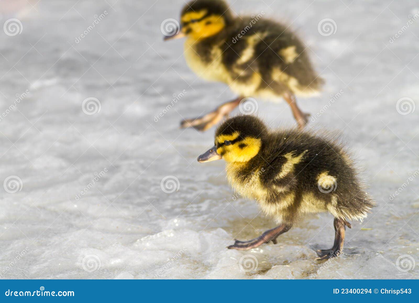 Ducklings Running Across Ice Stock Photo - Image of seasonal, feathers ...