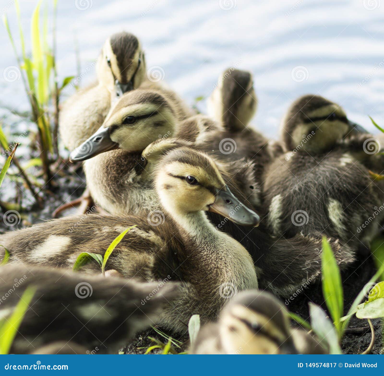 Ducklings on the Side of a Pond Up Close Stock Image - Image of family ...